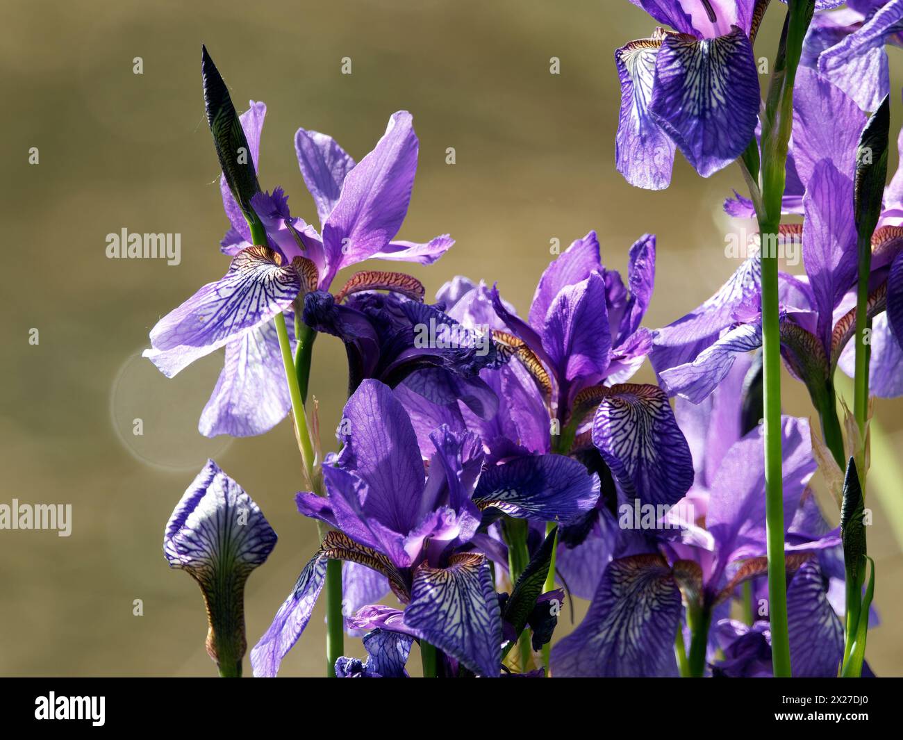 Siberian iris, Siberian flag, Sibirische Schwertlilie, Wiesen ...