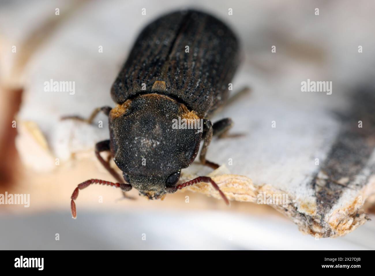 Common Death Watch Beetle (Hadrobregmus pertinax, Anobium pertinax ...
