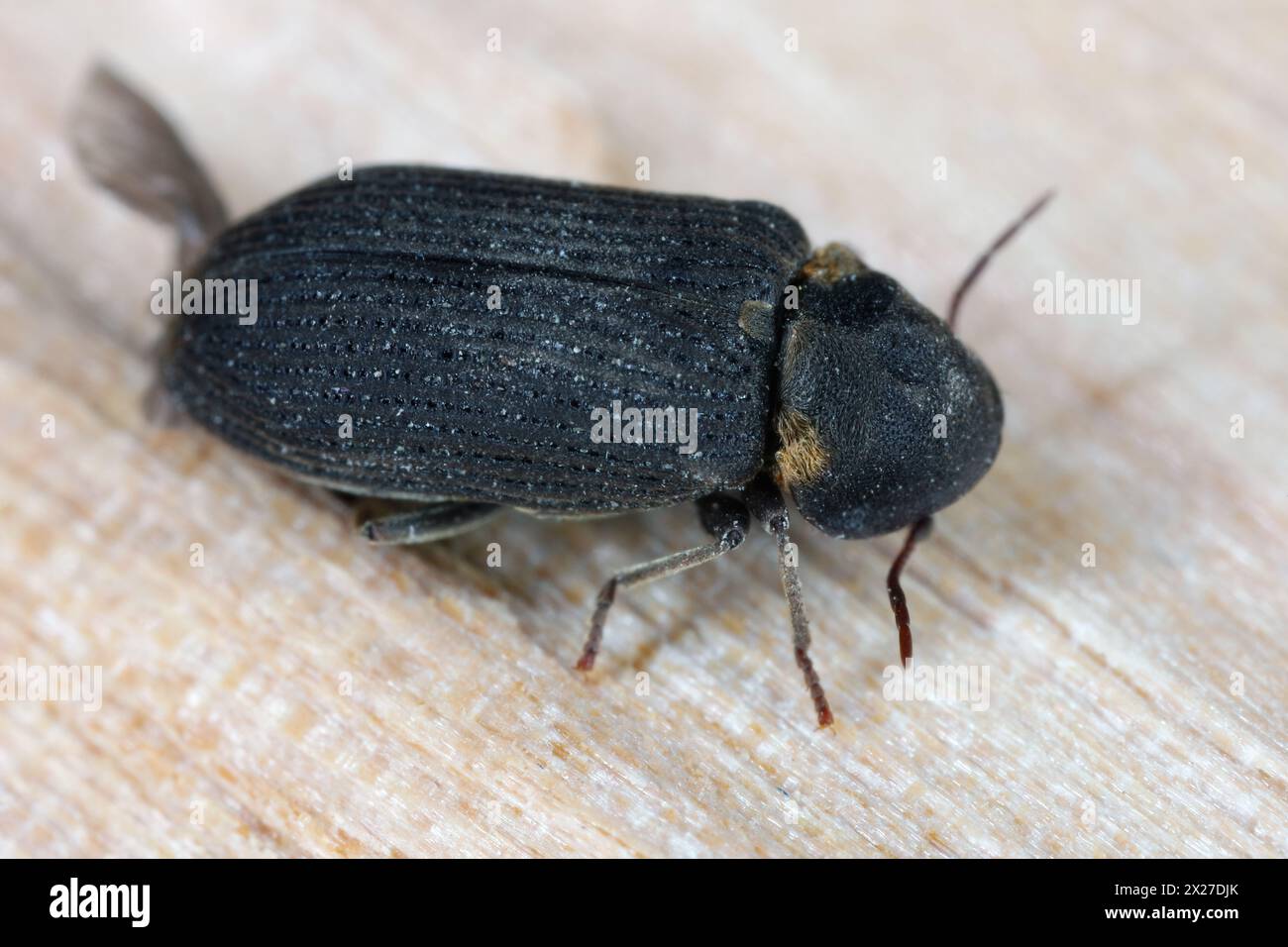 Hadrobregmus pertinax is a species of woodboring beetle from family ...