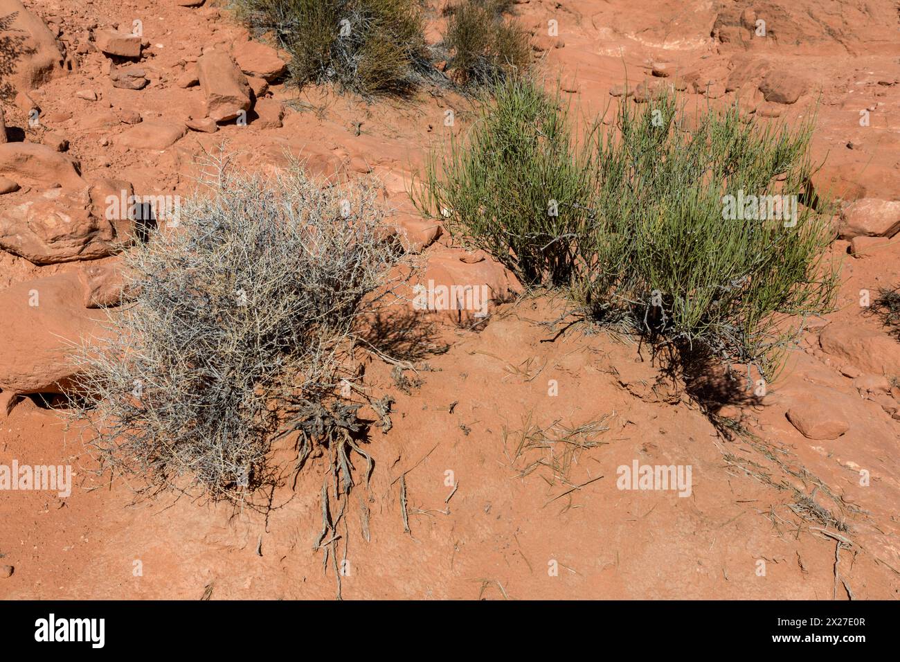 Valley of Fire, Nevada. Mormon Tea (Ephedra) on right Stock Photo - Alamy