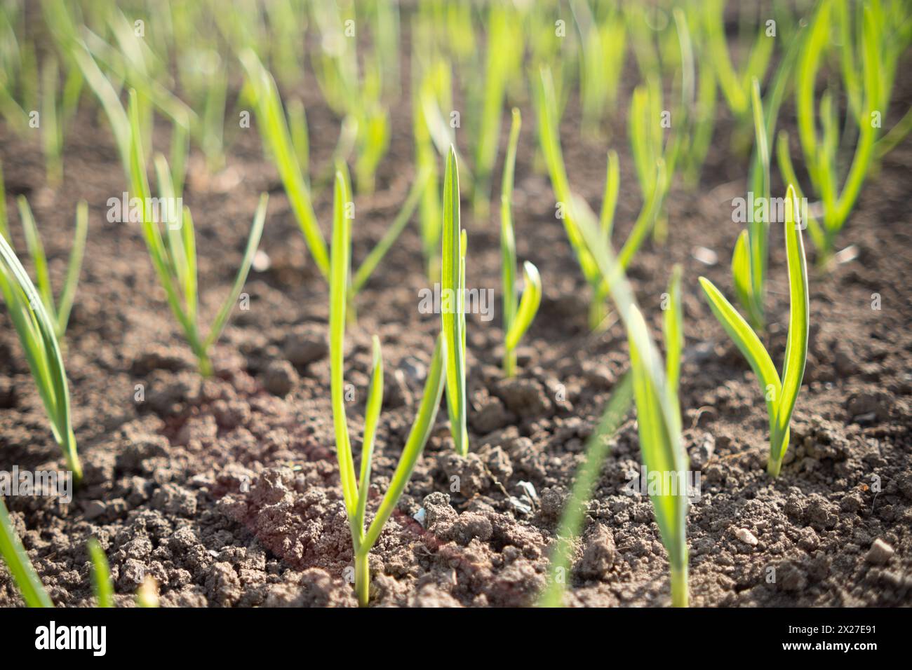 Garlic sprouts growing in rows in rich soil, illuminated by early ...