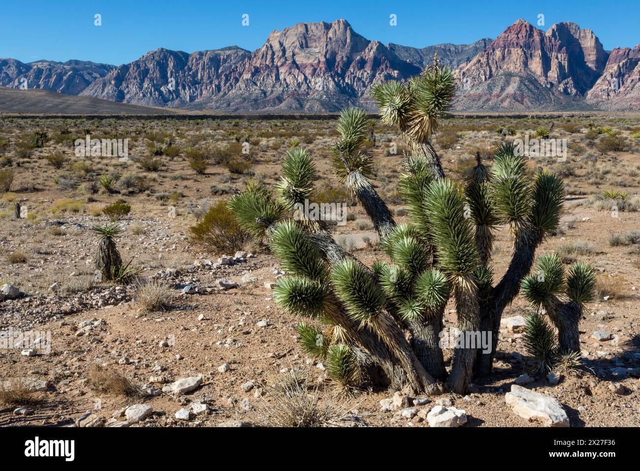 Red Rock Canyon, Nevada. Looking toward Spring Mountains. Joshua Tree ...