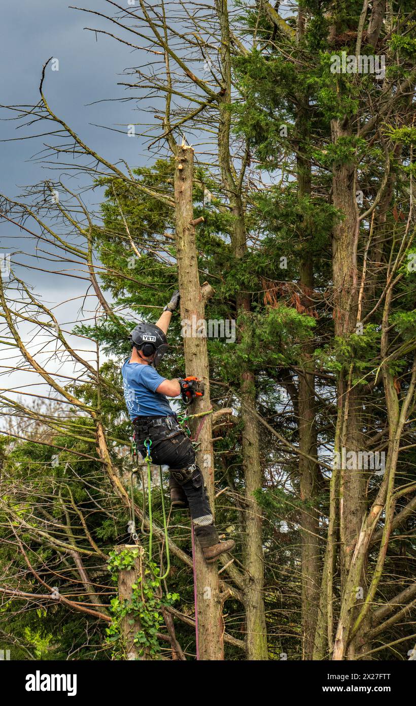 Lumberjack at work Stock Photo - Alamy