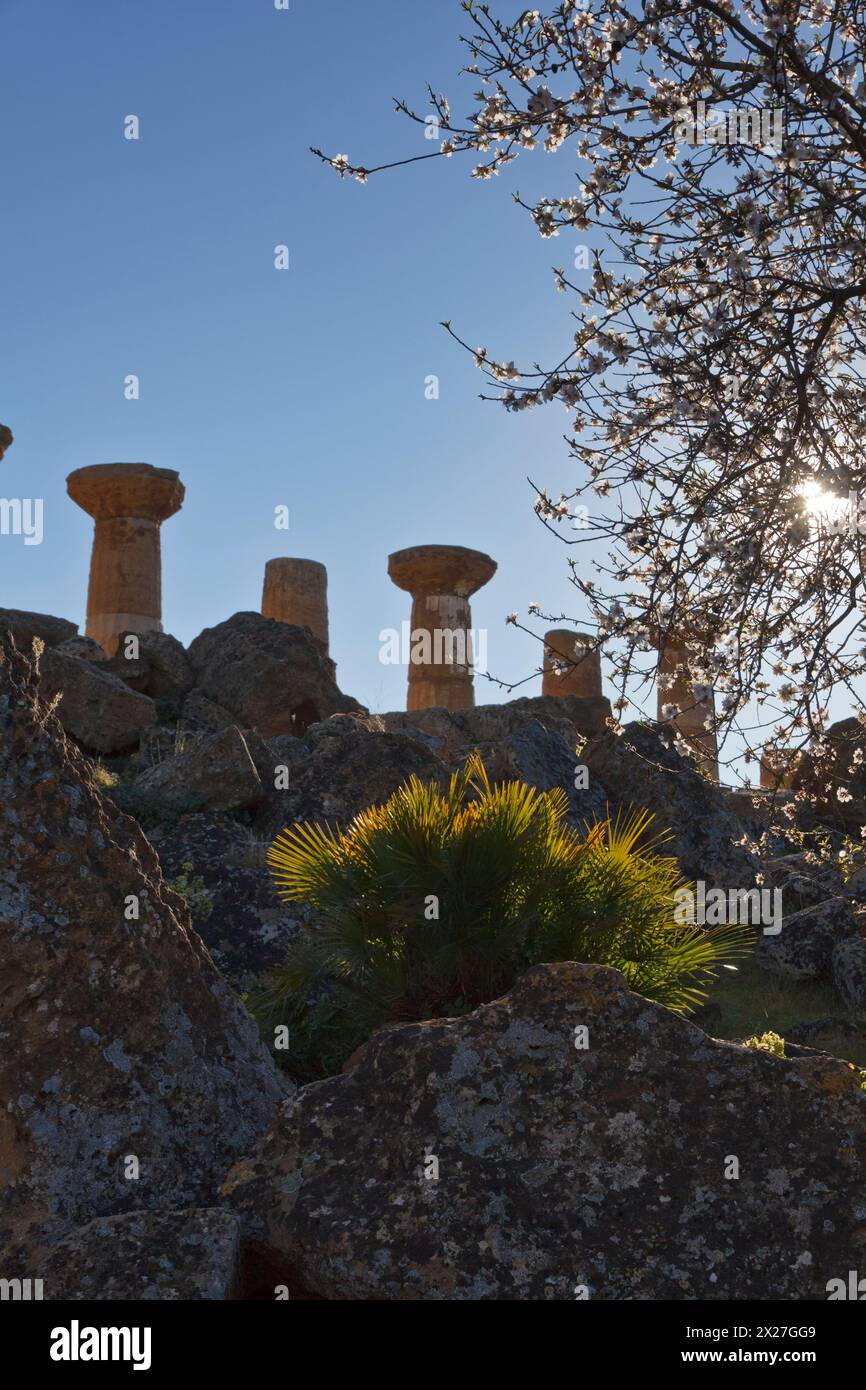 Italy, Sicily, Agrigento, Greek Temples Valley, almond tree with ...