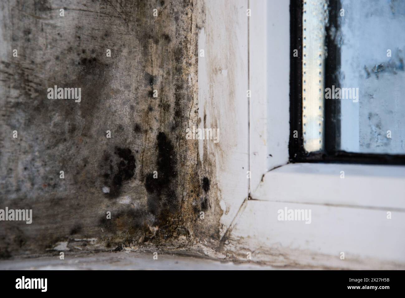 black mold on the window Stock Photo - Alamy