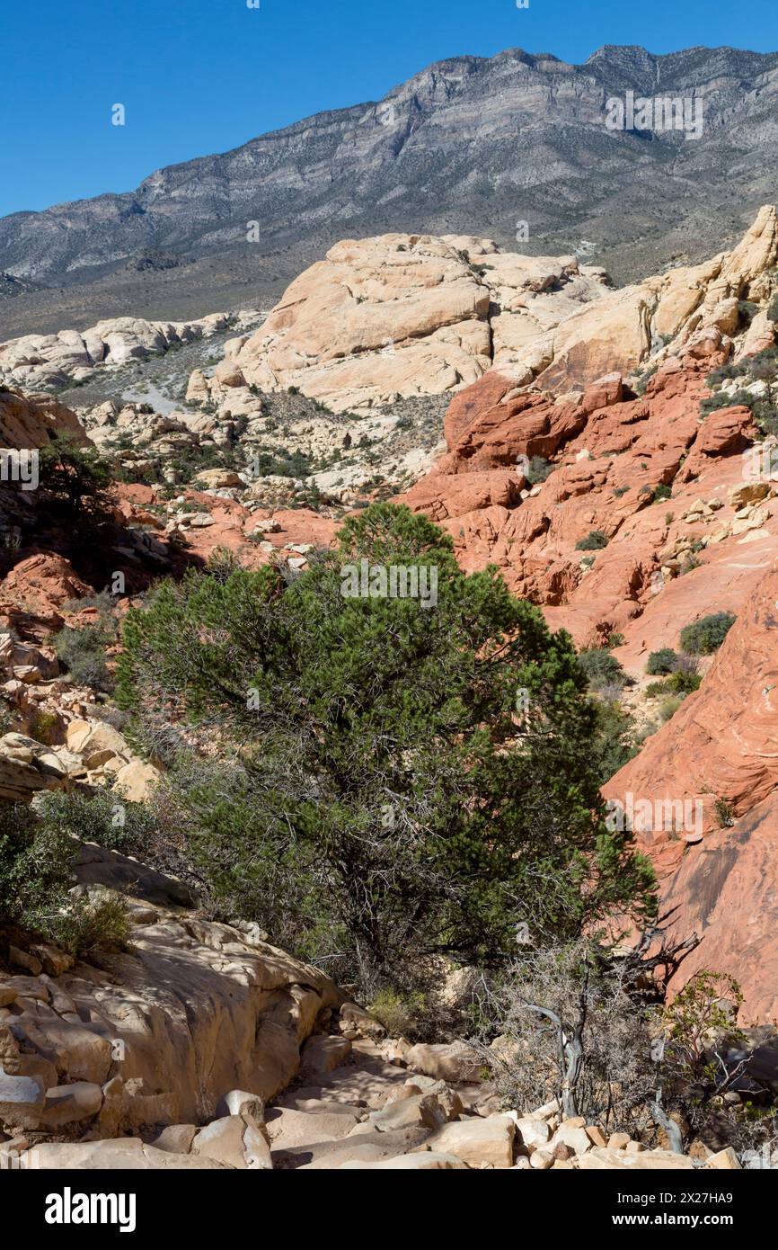 Red Rock Canyon, Nevada. Looking Back on Trail to Calico Tanks. La ...