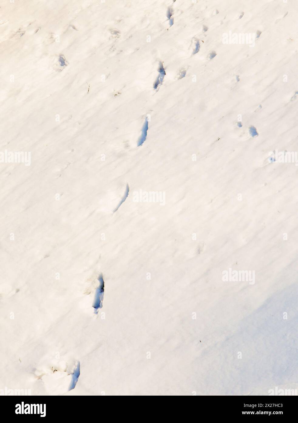 Footsteps in the white snow. Traces on the snow in the forest in sunny ...