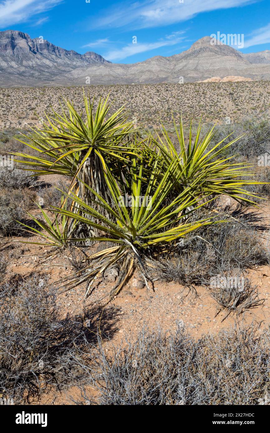 Red Rock Canyon, Nevada. Mojave Yucca (Yucca Schidigera). Keystone ...