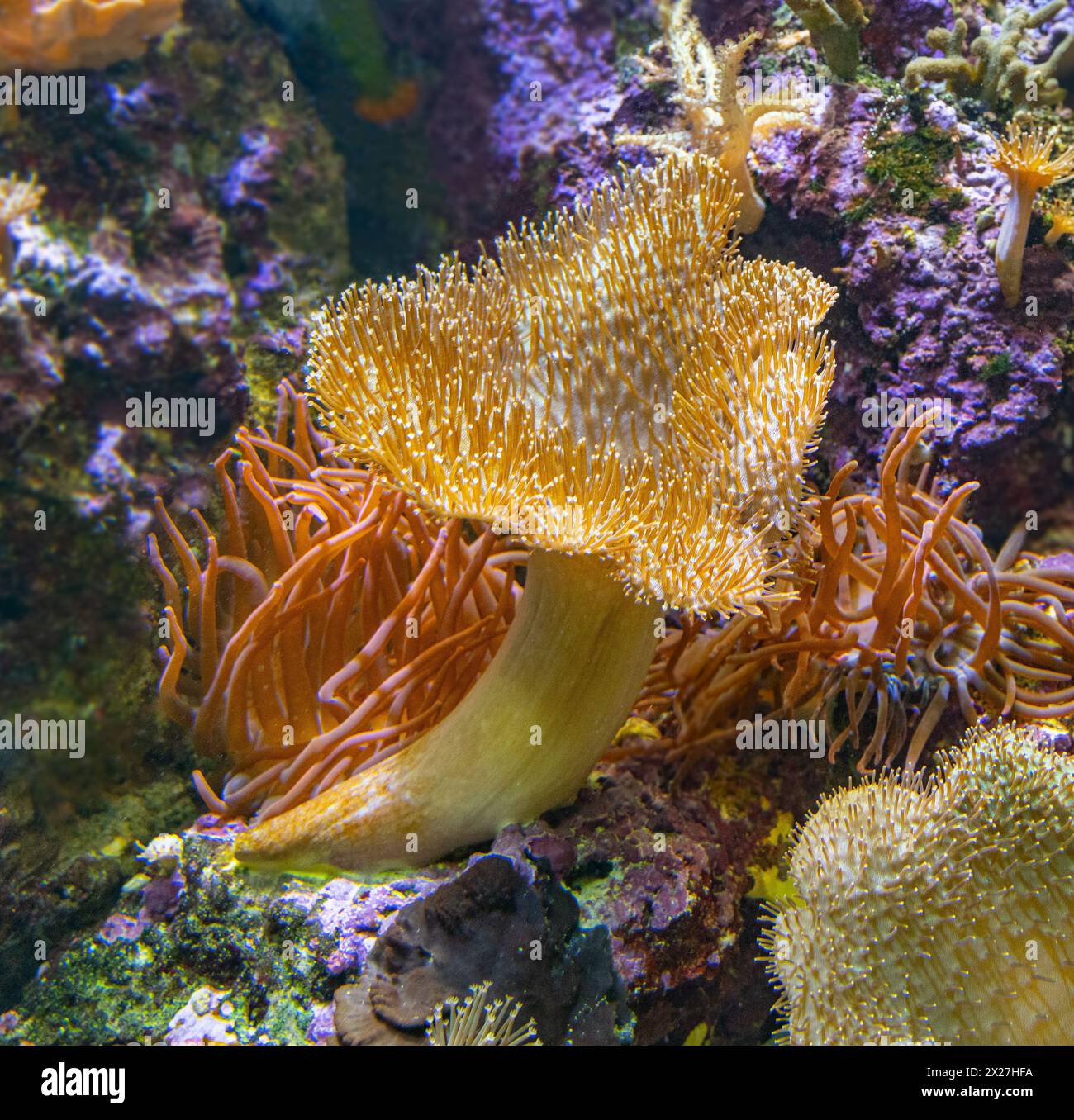 Magnificent sea anemone lives in de tropical waters of the Indo-Pacific ...