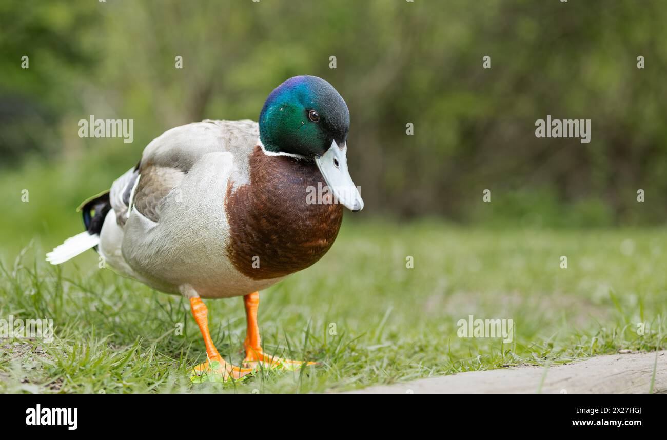 Mallard duck male beautiful hi-res stock photography and images - Alamy
