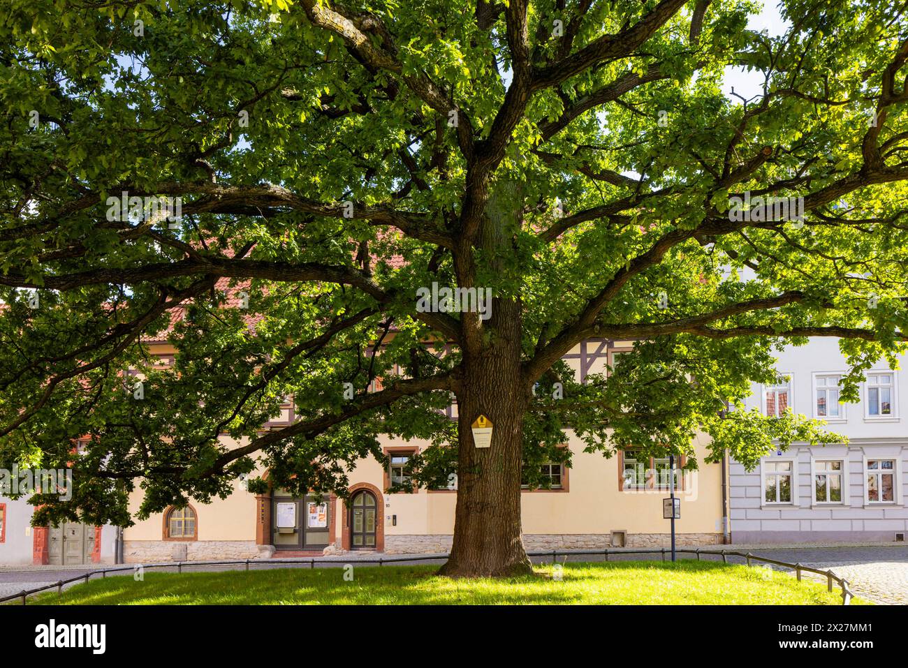 Stadtansicht Brunnen und Friedenseiche an der Oberkirche Arnstadt ...