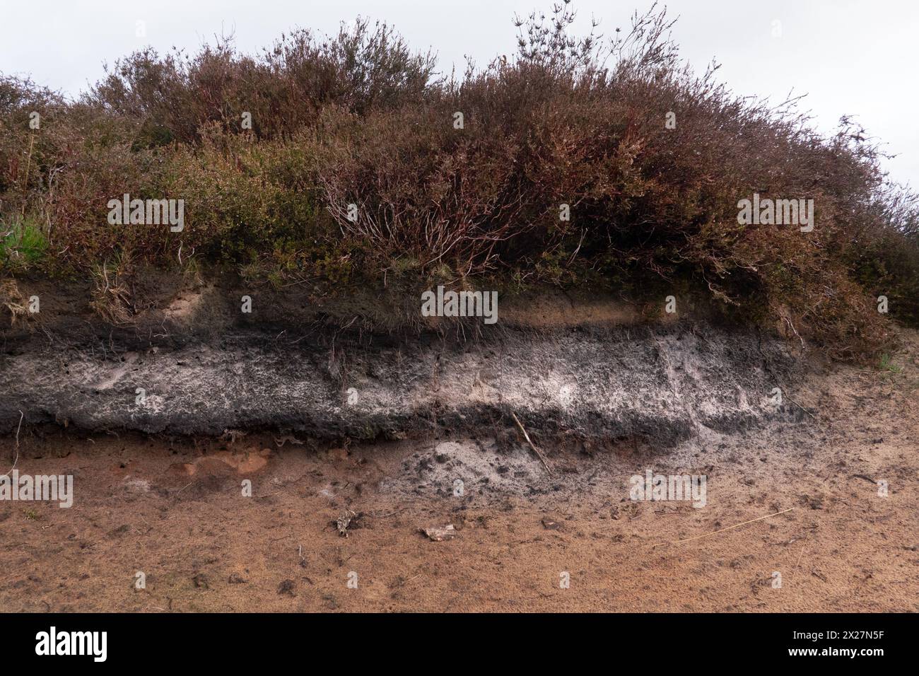 Podzolic soils hi-res stock photography and images - Alamy