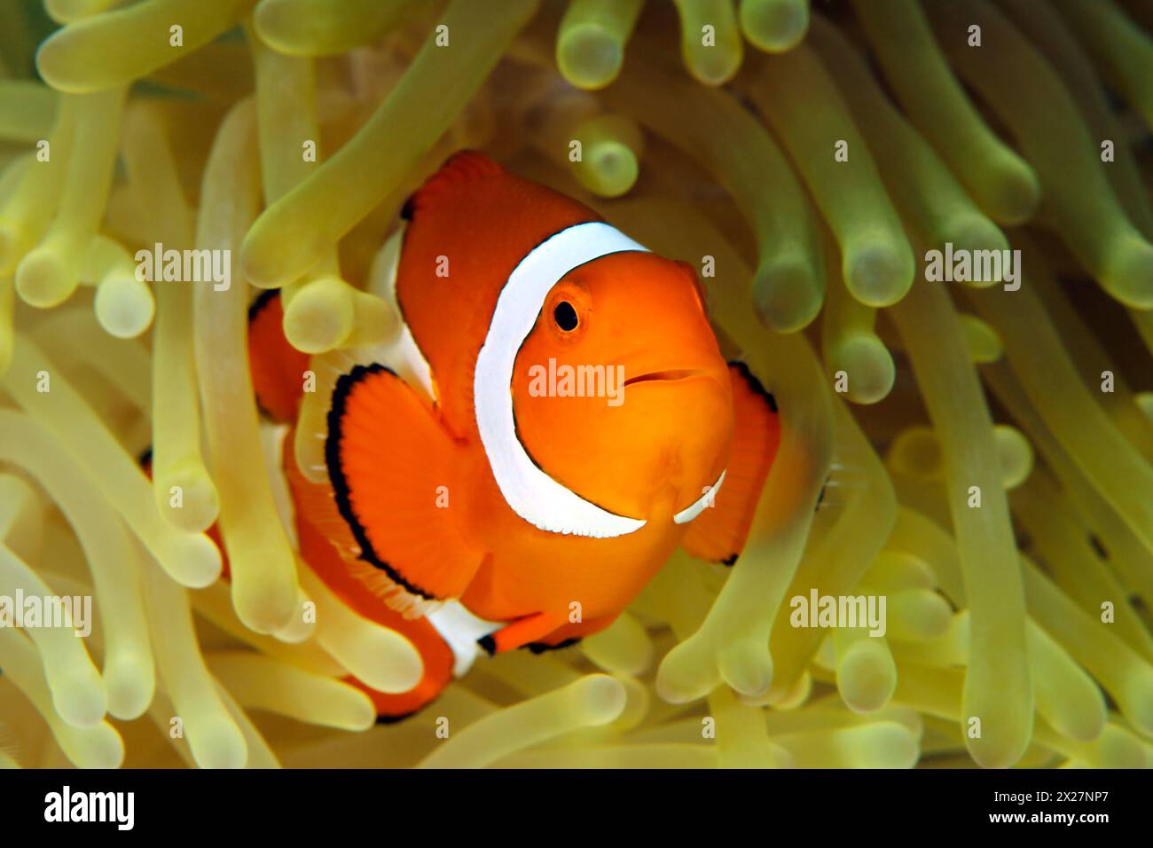 Clown Anemonefish (Amphiprion ocellaris, aka Ocallaris Clownfish) in ...