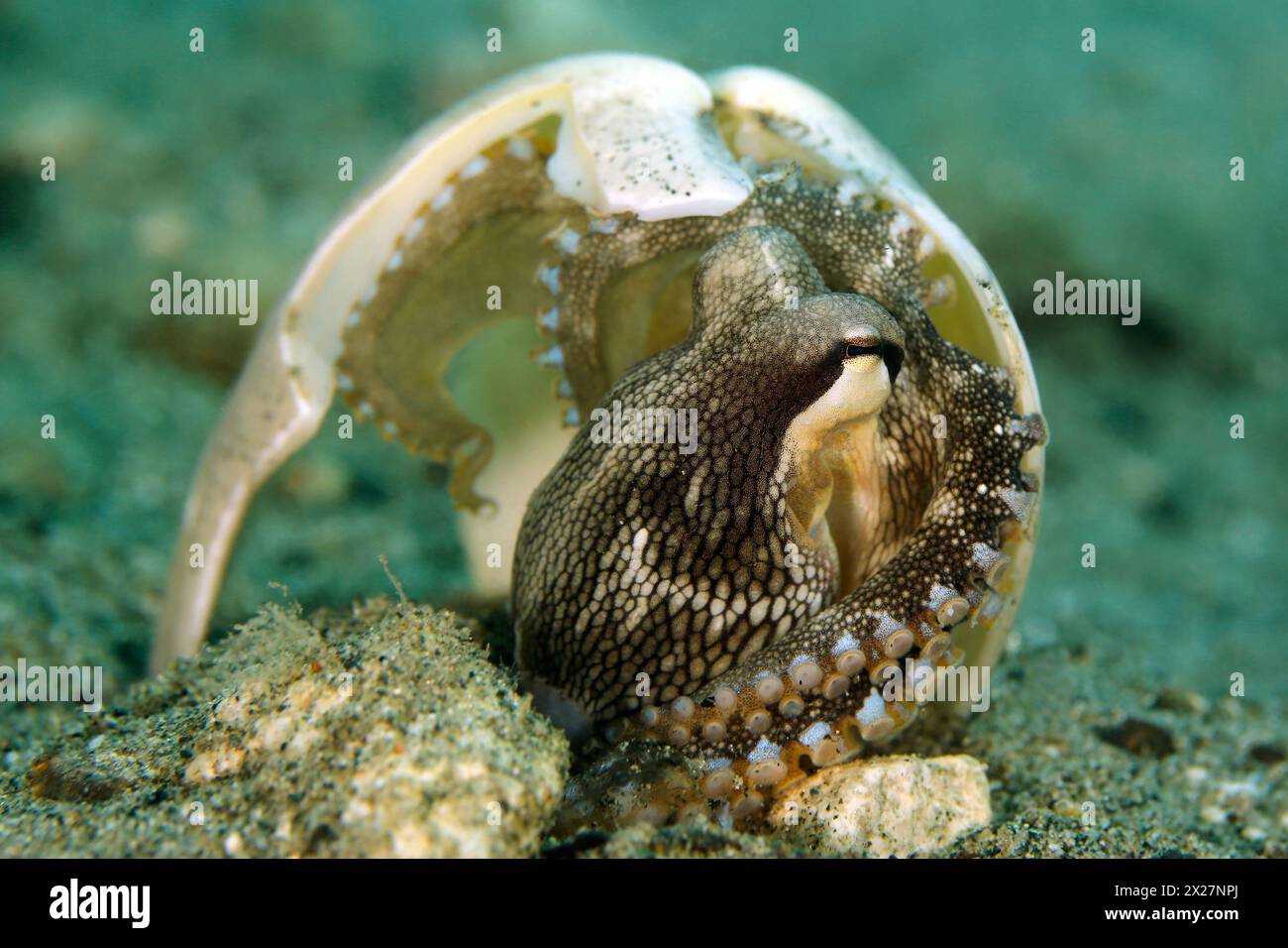 Coconut Octopus (Amphioctopus marginatus, aka Veined Octopus ...