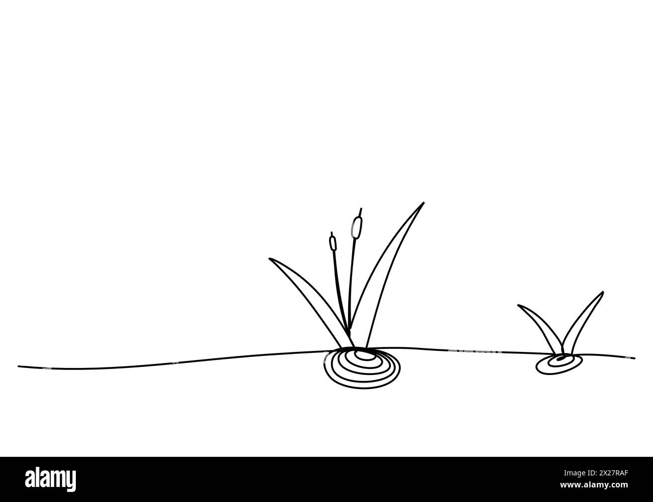 Reed or marsh hornwort. One line drawing vector illustration Stock ...