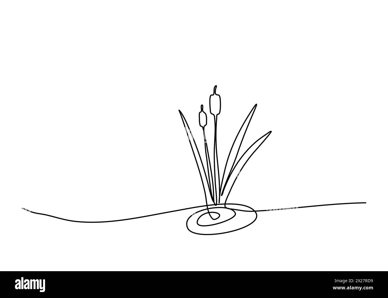 Reed or marsh hornwort. One line drawing vector illustration Stock ...