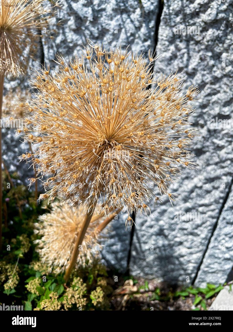 Zierlauchblüte vertrocknet nach der Blütezeit Stock Photo - Alamy