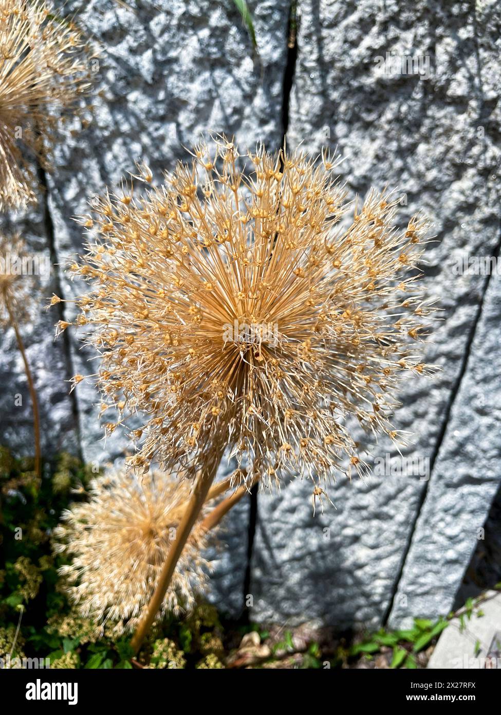 Ballform hi-res stock photography and images - Alamy