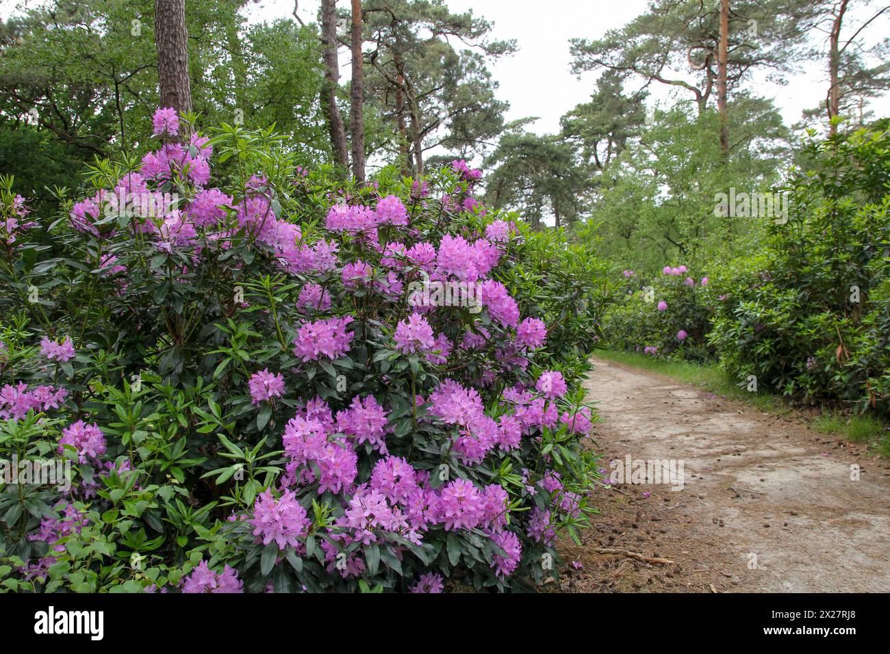 a beautiful forest with long trees and shrubs and rhododendrons with ...