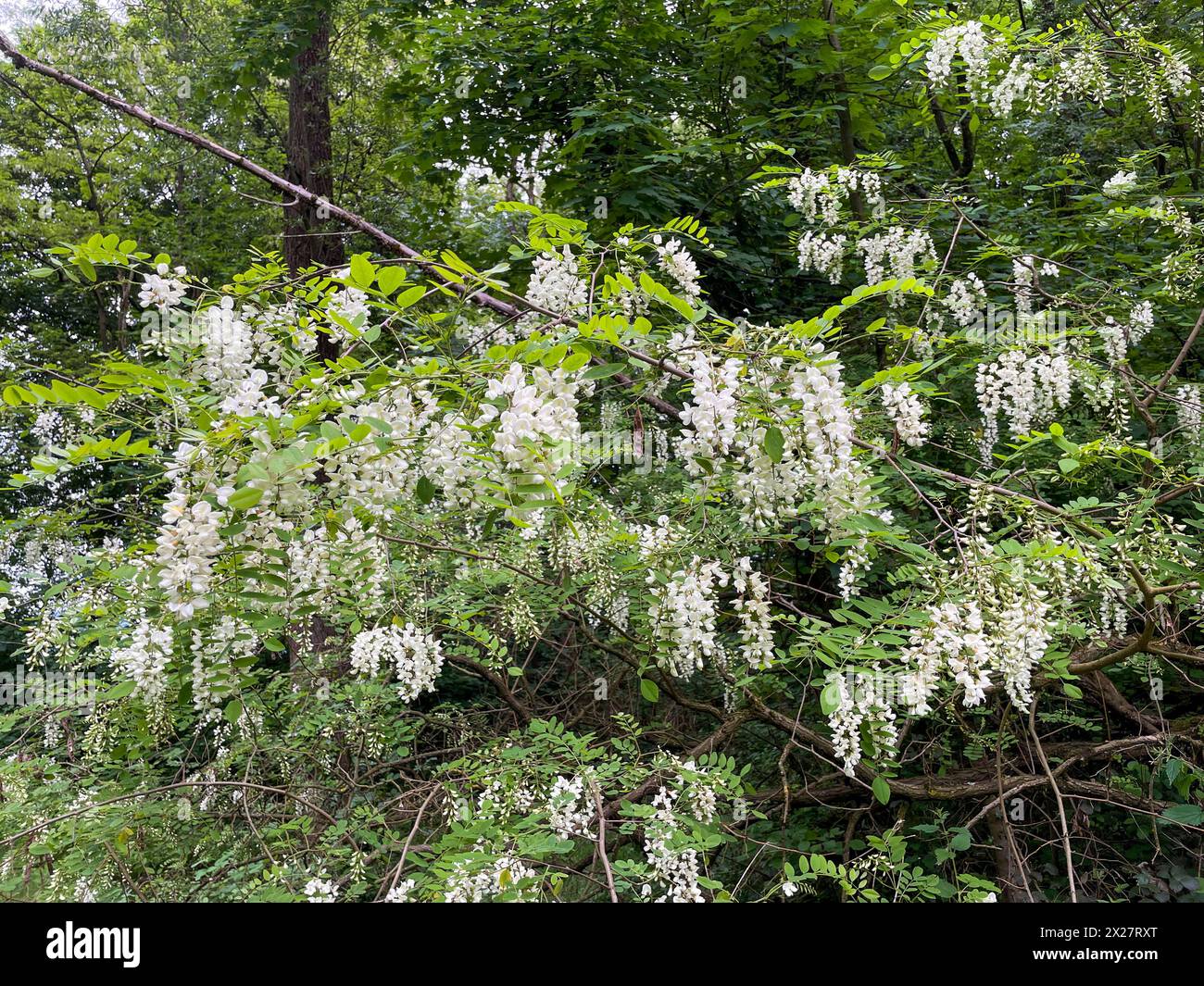 Gewöhnliche Robinie, Robinia pseudoacacia mit weißen Blüten am Baum ...