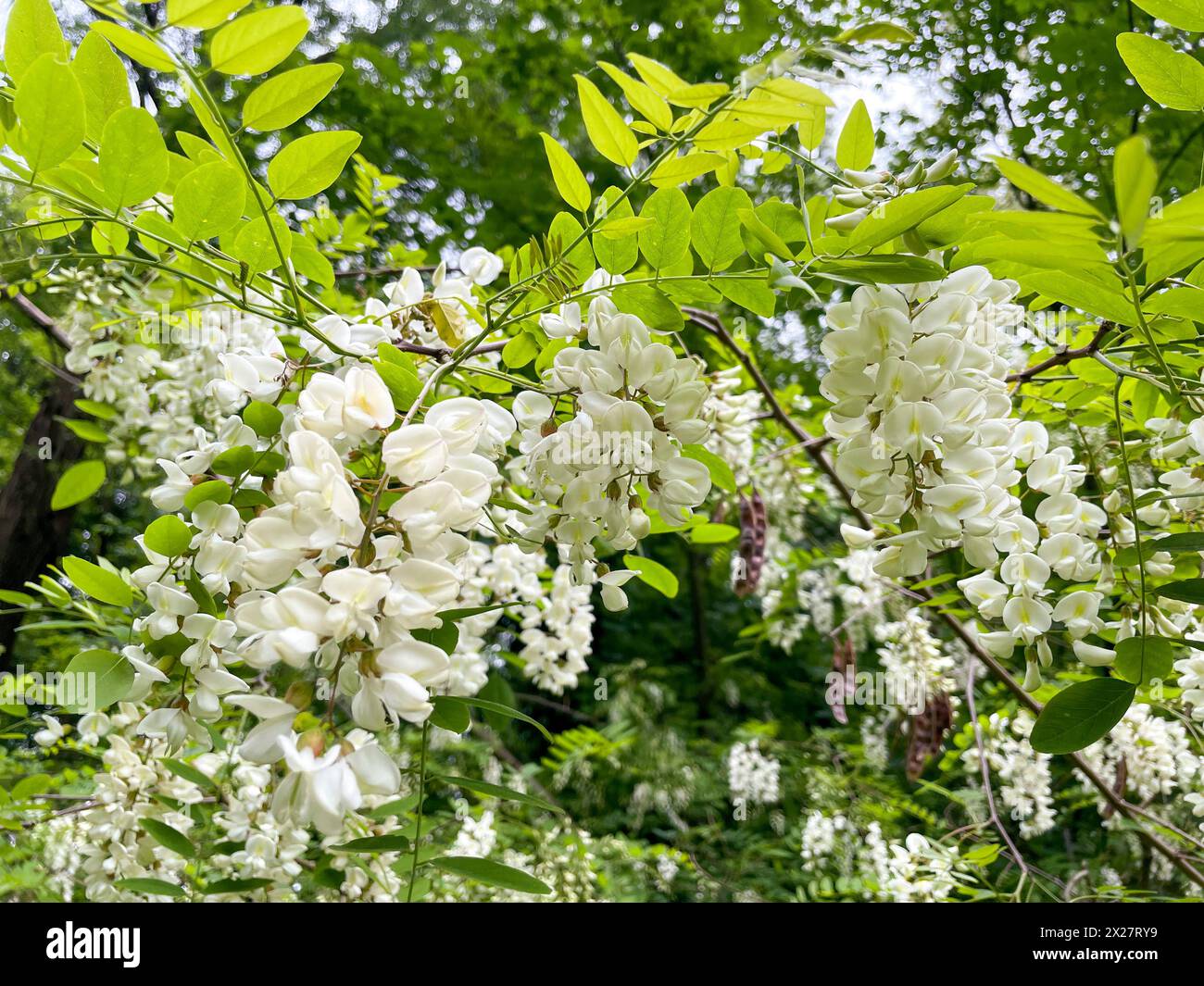 Robinie pseudoacacia baum hi-res stock photography and images - Alamy