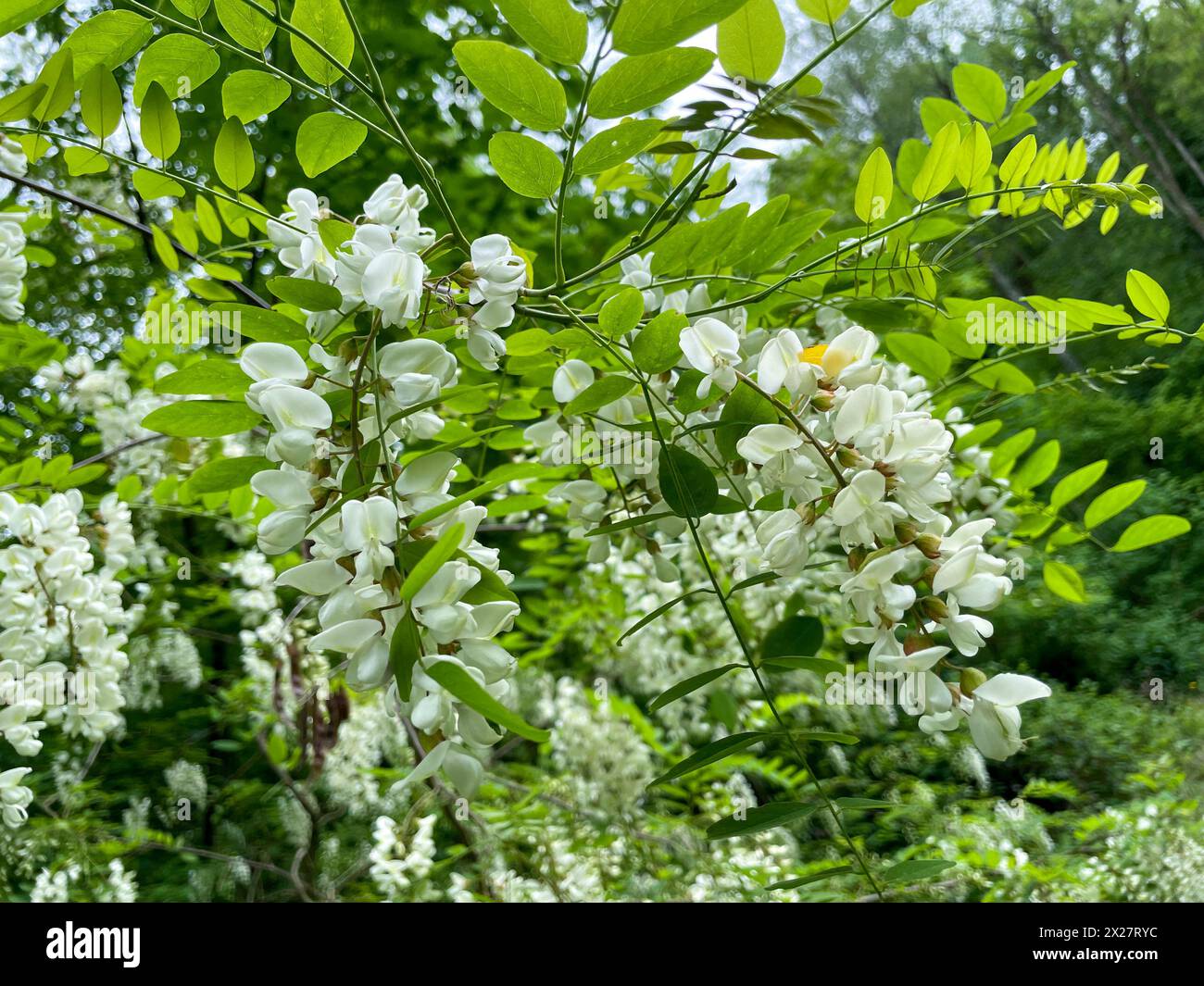 Gewöhnliche Robinie, Robinia pseudoacacia mit weißen Blüten am Baum ...