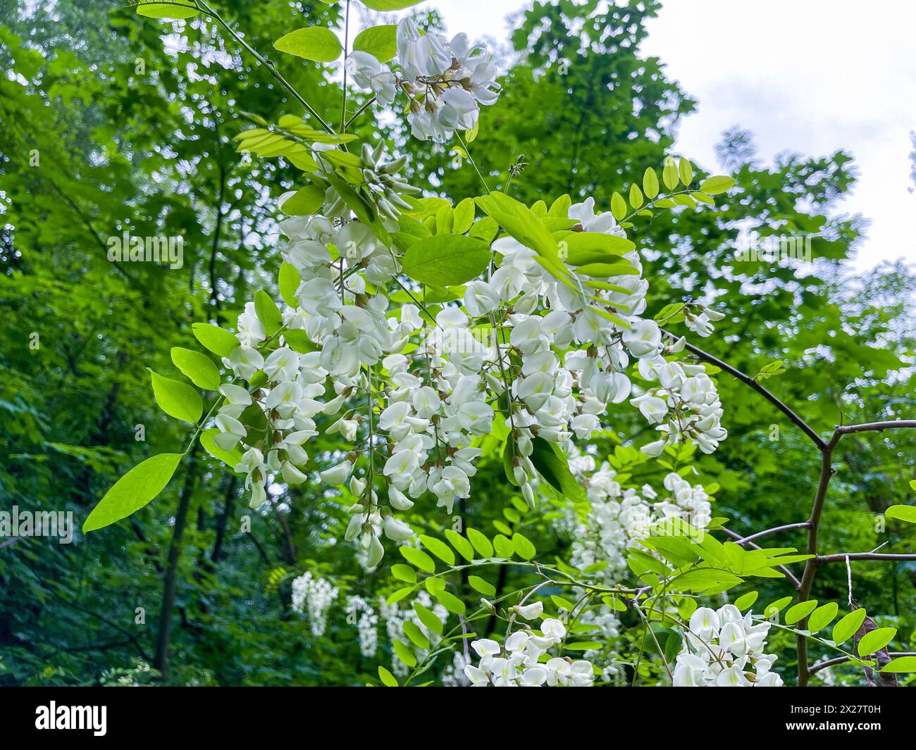 Gewöhnliche Robinie, Robinia pseudoacacia mit weißen Blüten am Baum ...