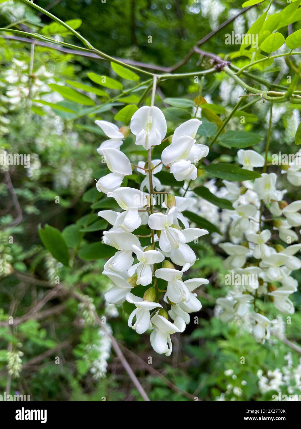 Gewöhnliche Robinie, Robinia pseudoacacia mit weißen Blüten am Baum ...