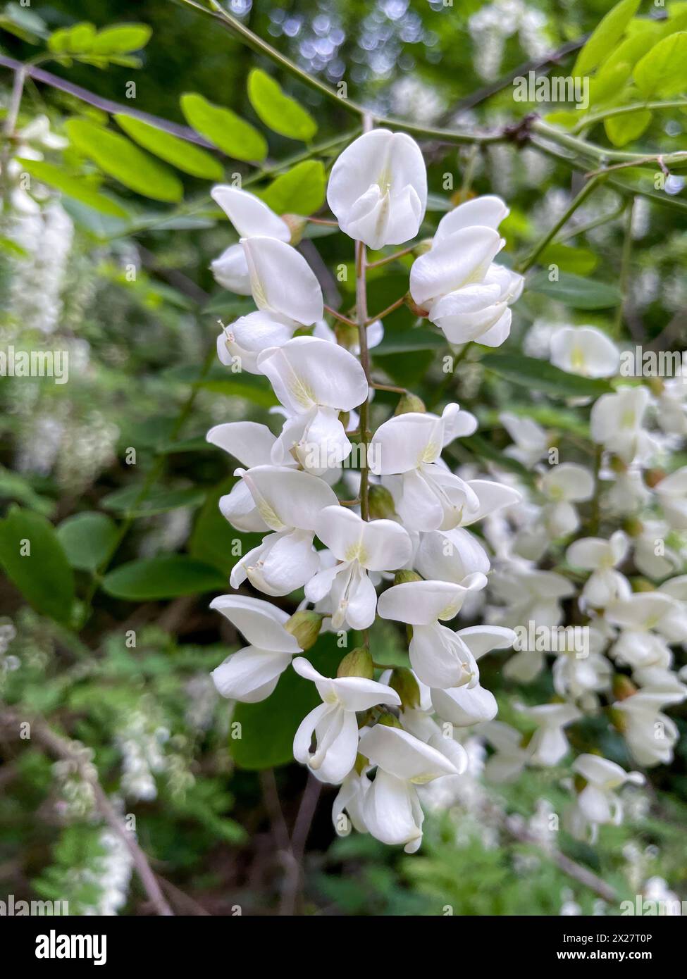 Heinricht der dritte hi-res stock photography and images - Alamy