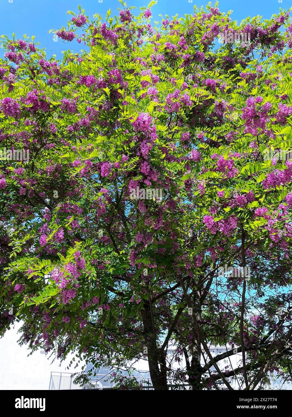 Gewöhnliche Robinie, Robinia pseudoacacia mit weißen Blüten am Baum ...