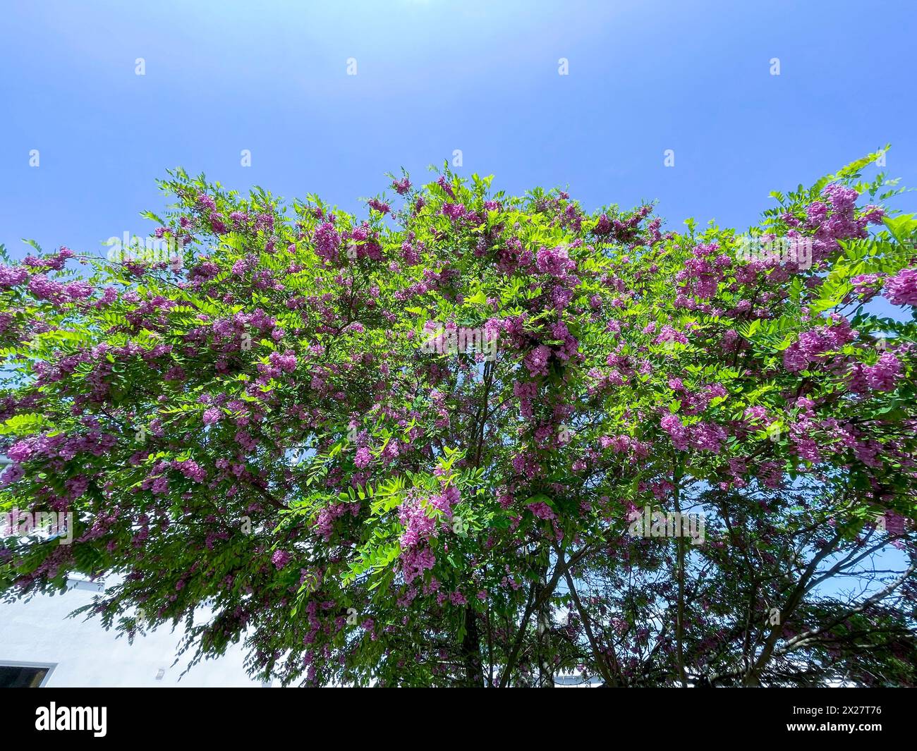 Gewöhnliche Robinie, Robinia pseudoacacia mit weißen Blüten am Baum ...