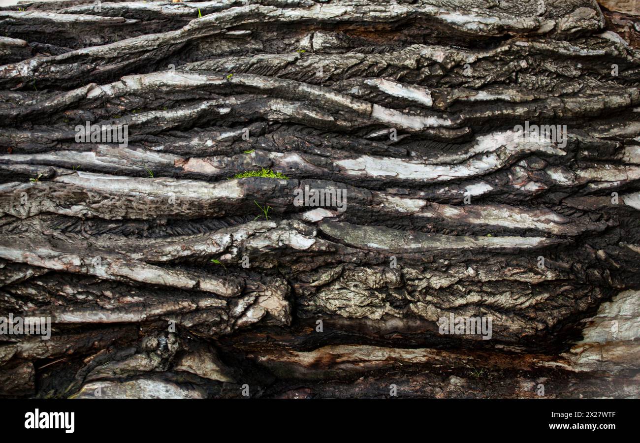 White and gray texture of birch bark and moss. The wavy texture looks ...