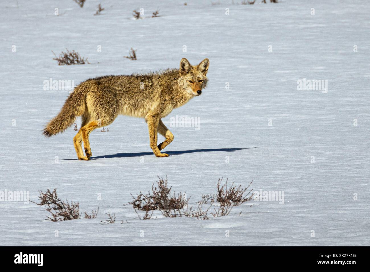 Young coyote (Canis latrans) in a snow covered meadow on a mid-spring ...