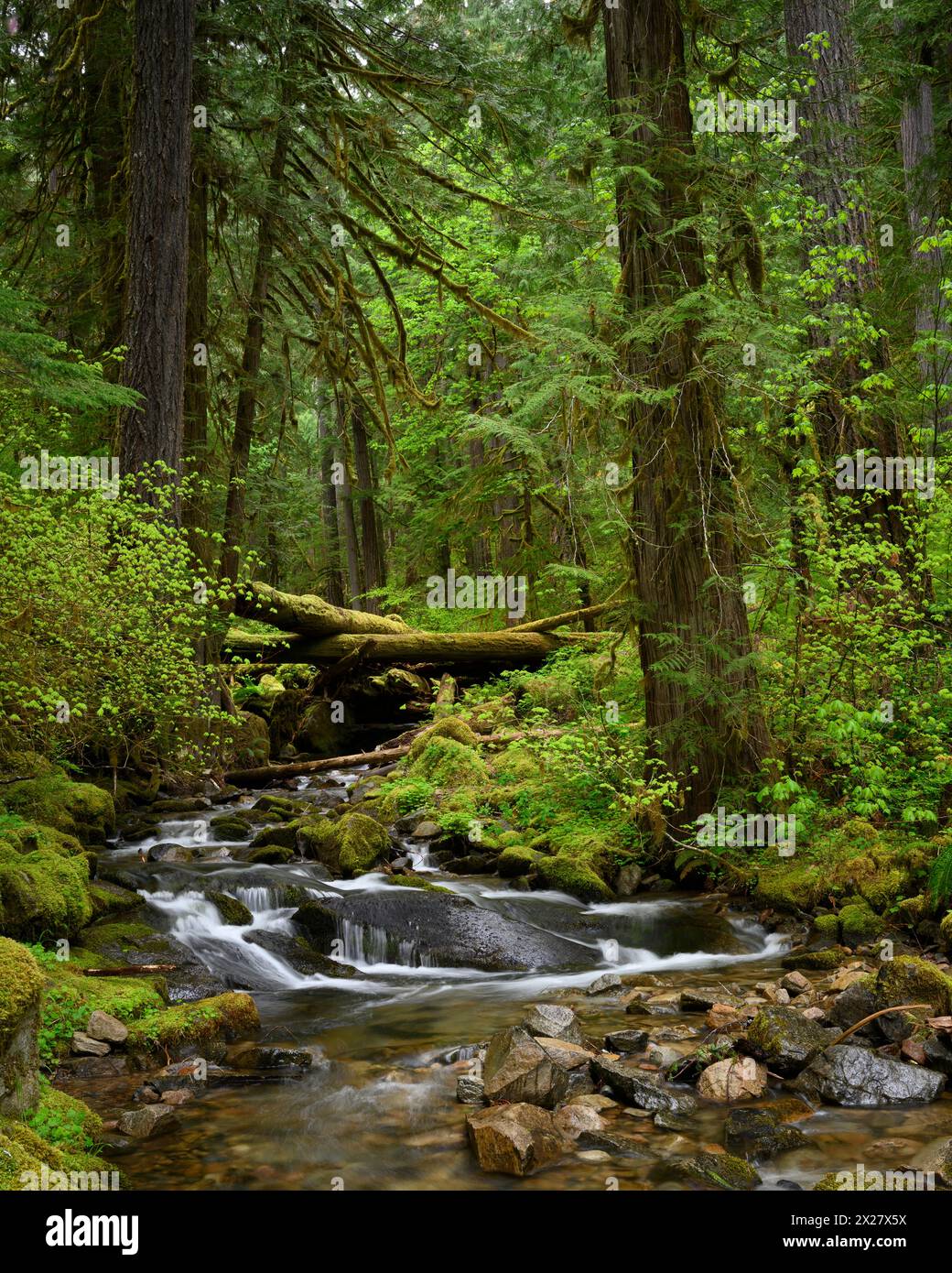 Usa national forests hi-res stock photography and images - Alamy