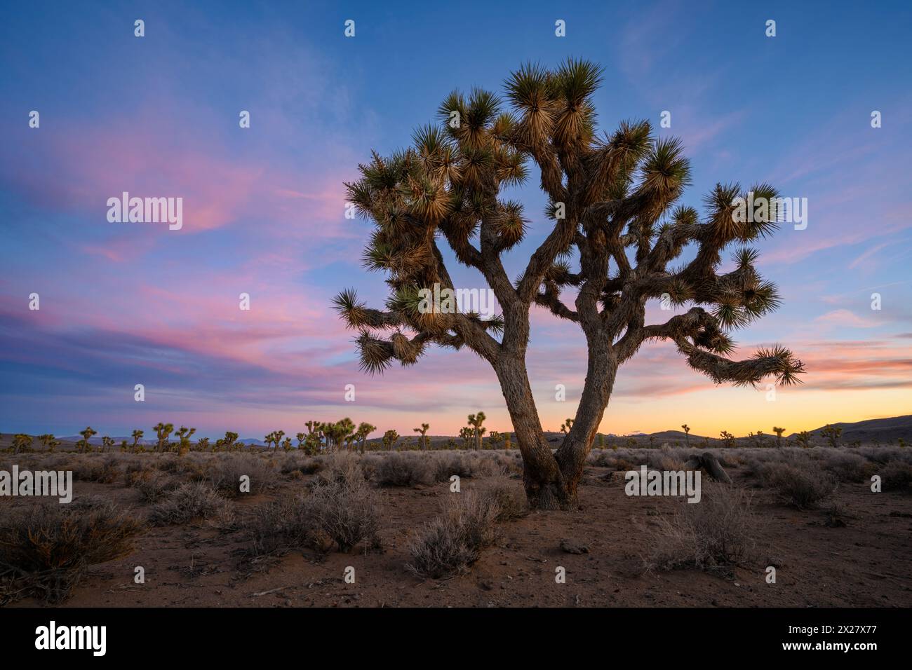 Joshua Tree Forest in Death Valley National Park, California Stock ...