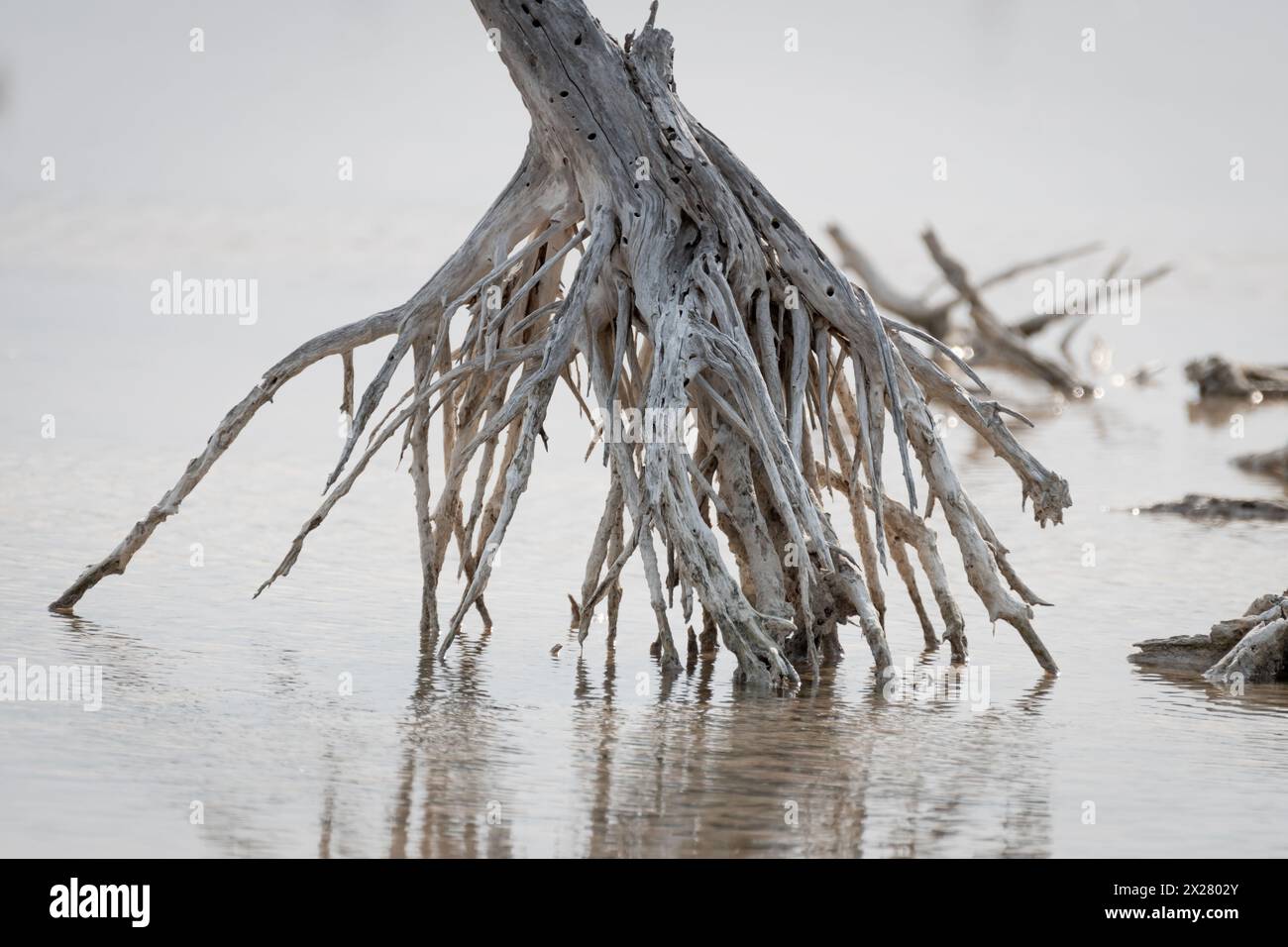 Close-up shot of the dried root of a mangrove that comes out of the ...