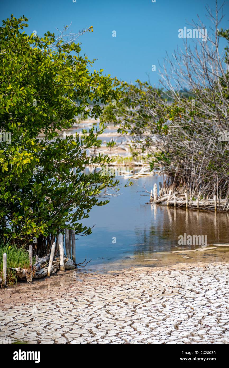 Wetland with drought problems due to high temperatures. Climate change ...