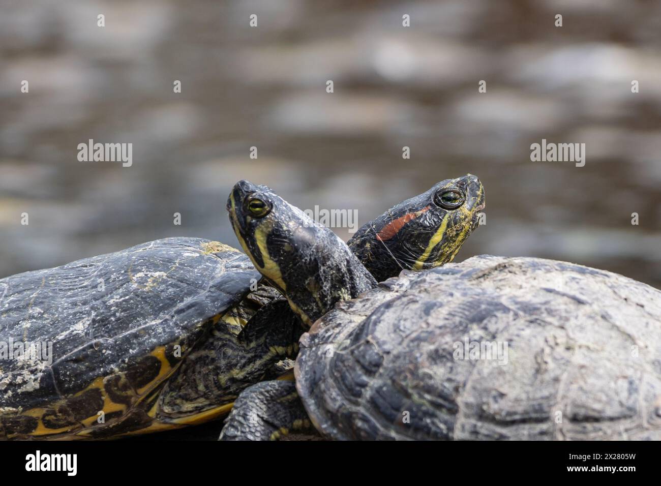 Close-up horizontal photo of Red-eared Slider and Yellow-bellied Slider ...