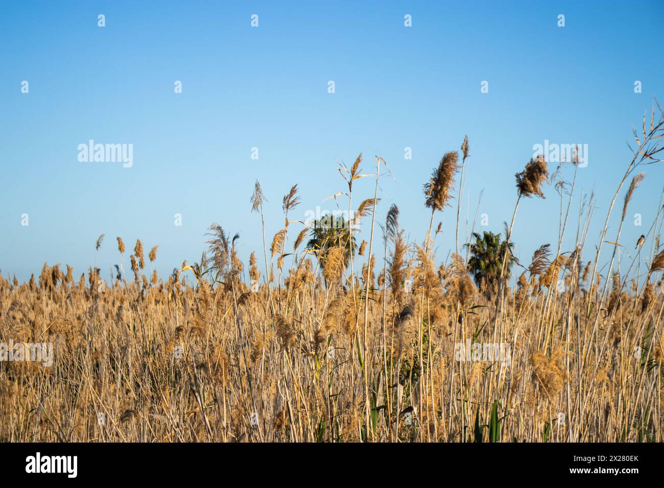 Happy Earth Day,Heal the Planet Earth,Delta del Llobregat in Barcelona ...