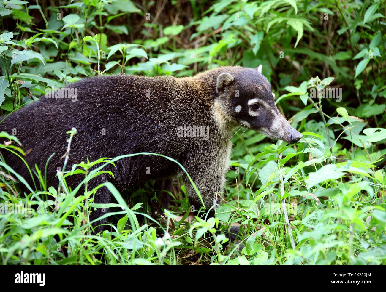 White-nosed Coati, Nasua narica, Procyonidae. Arenal, Costa Rica ...