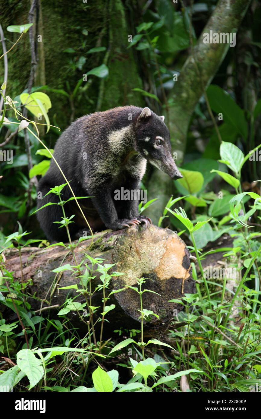 White-nosed Coati, Nasua narica, Procyonidae. Arenal, Costa Rica ...