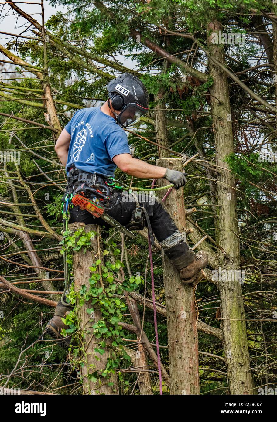 Specialist tree work hi-res stock photography and images - Alamy