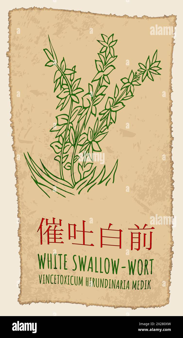 Vector drawing WHITE SWALLOW-WORT in Chinese. The Latin name is ...