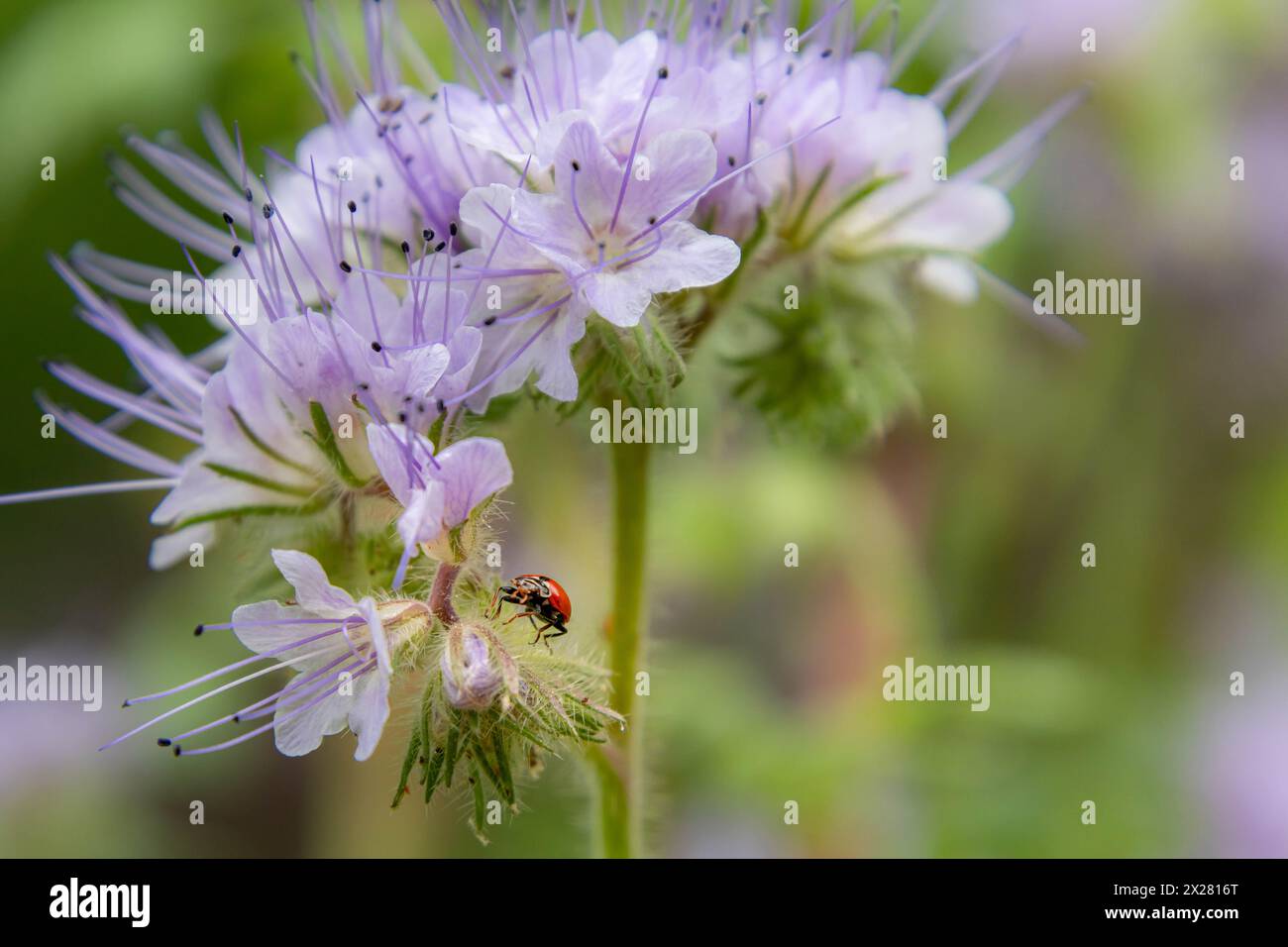 macro of a ladybug coccinella magnifica on blue tansy - phacelia ...