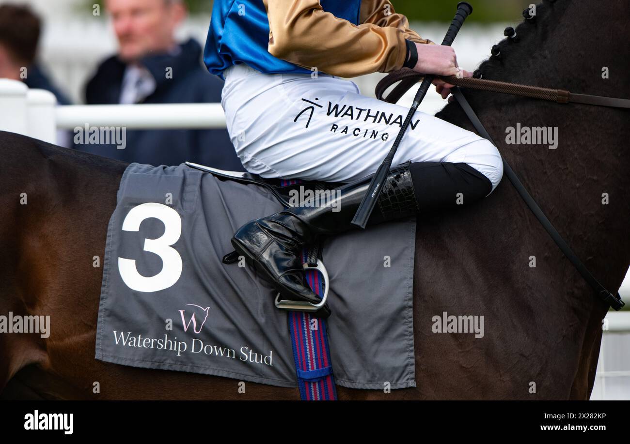 Too darn hot stallion hi-res stock photography and images - Alamy