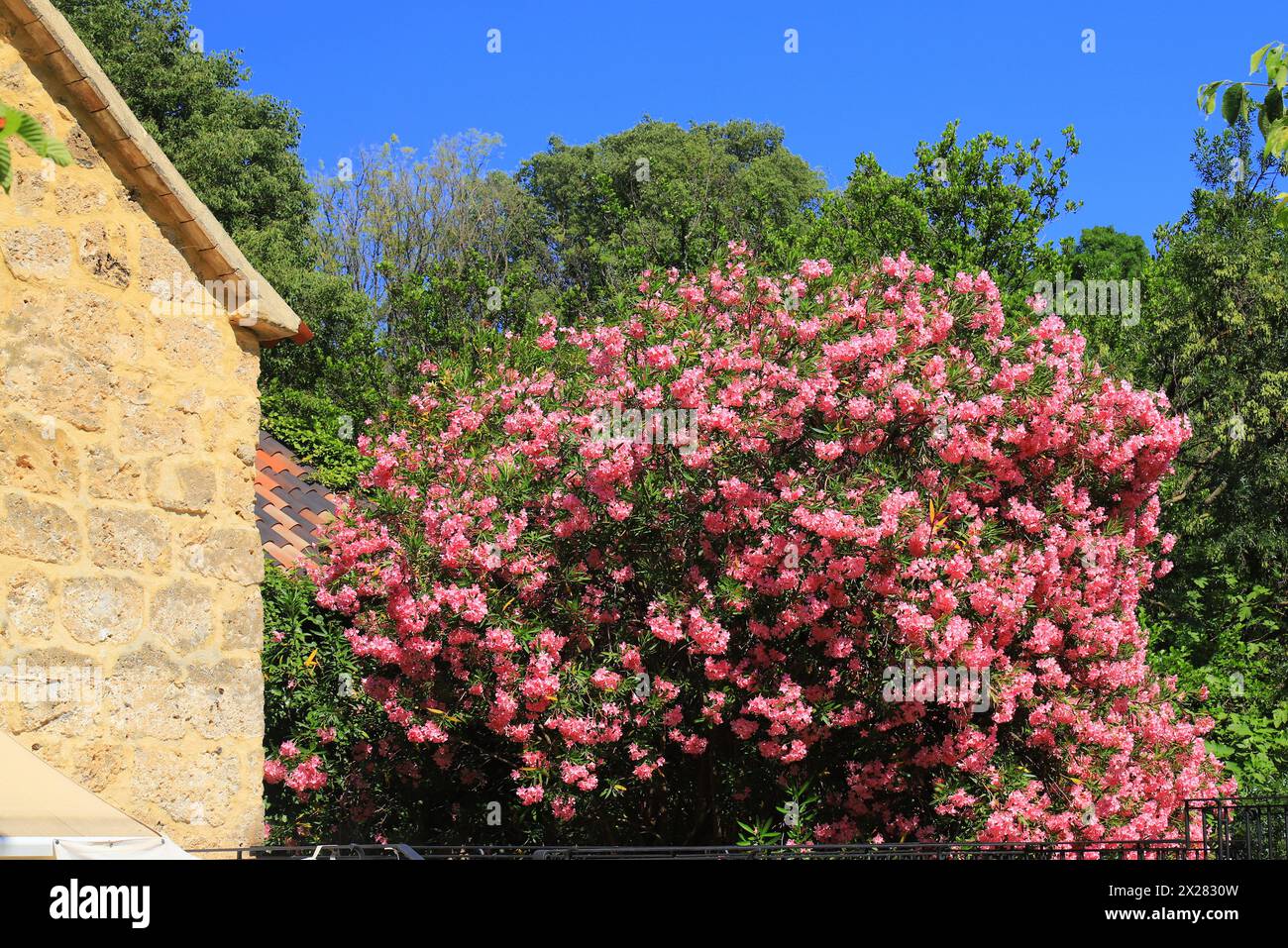 Pink oleander flowers are blooming in house garden . Nerium oleander ...