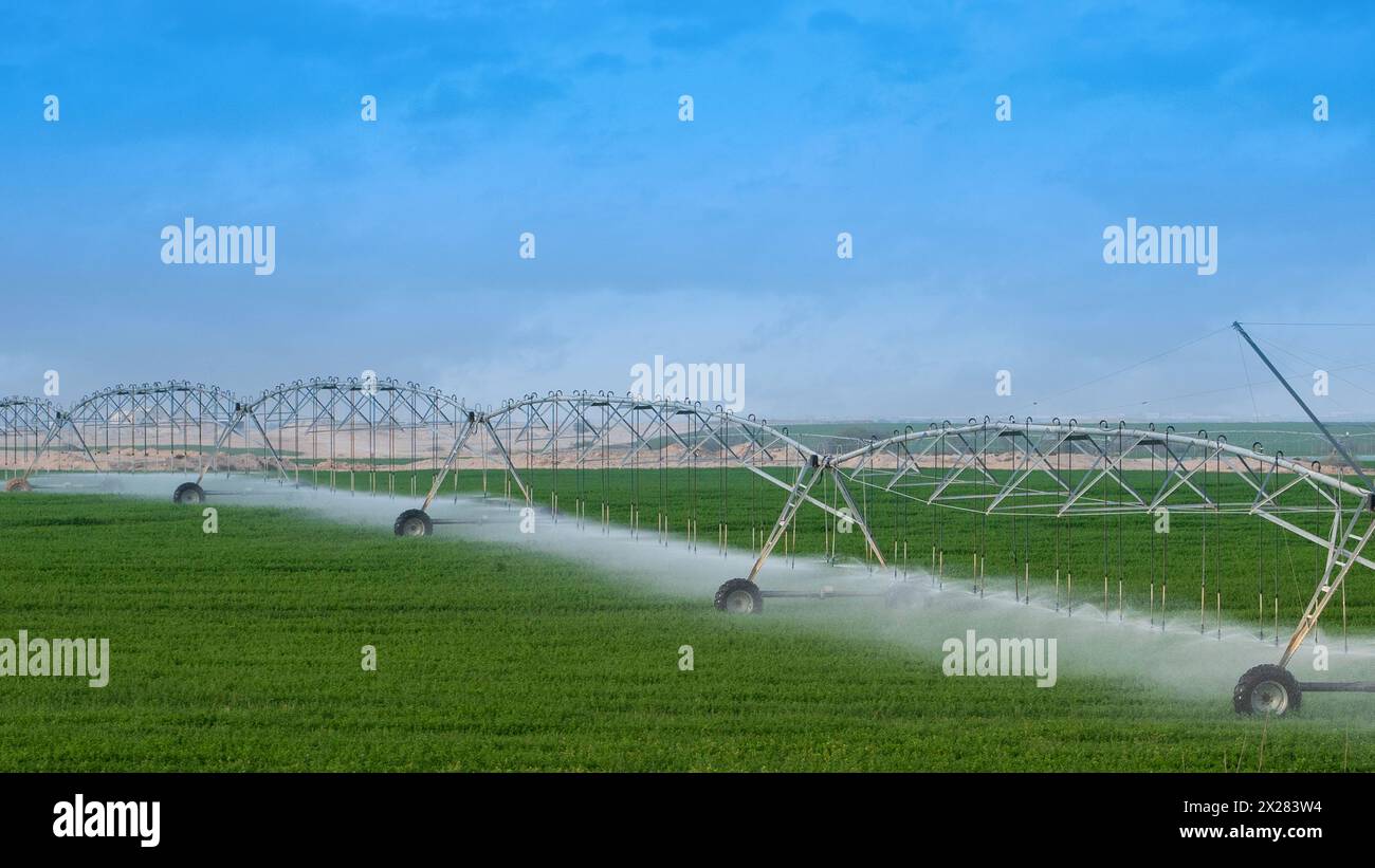 Irrigation system watering agricultural fields of corn in summer in ...