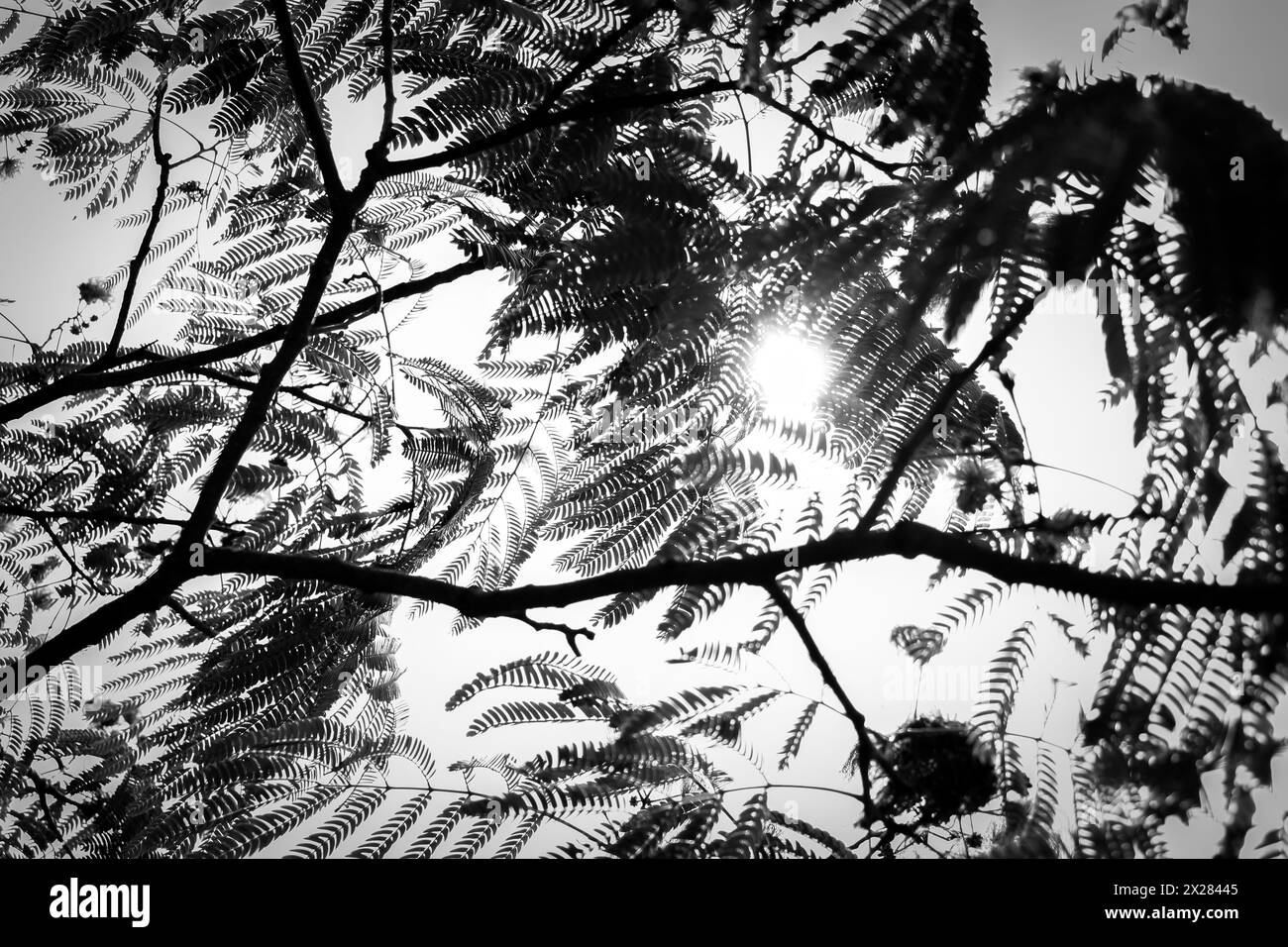 Back view of branches and leaves Stock Photo - Alamy