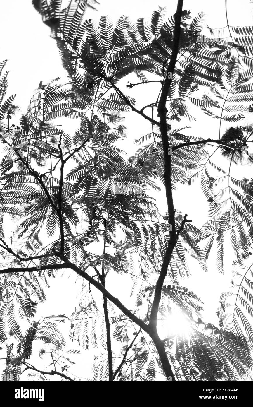 Vector illustration back view Black and White Stock Photos & Images - Alamy