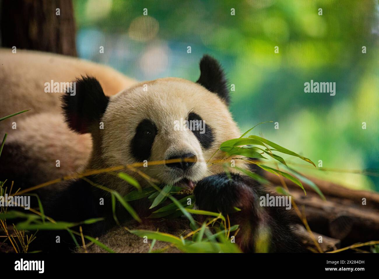 funny panda bear cubs in the zoo tumble and eat bamboo. natur vivid ...